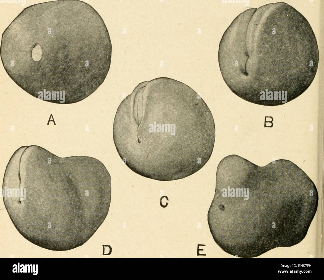 . The biology of the frog. Frogs. lOO THE BIOLOGY OF THE FROG chap. As ...