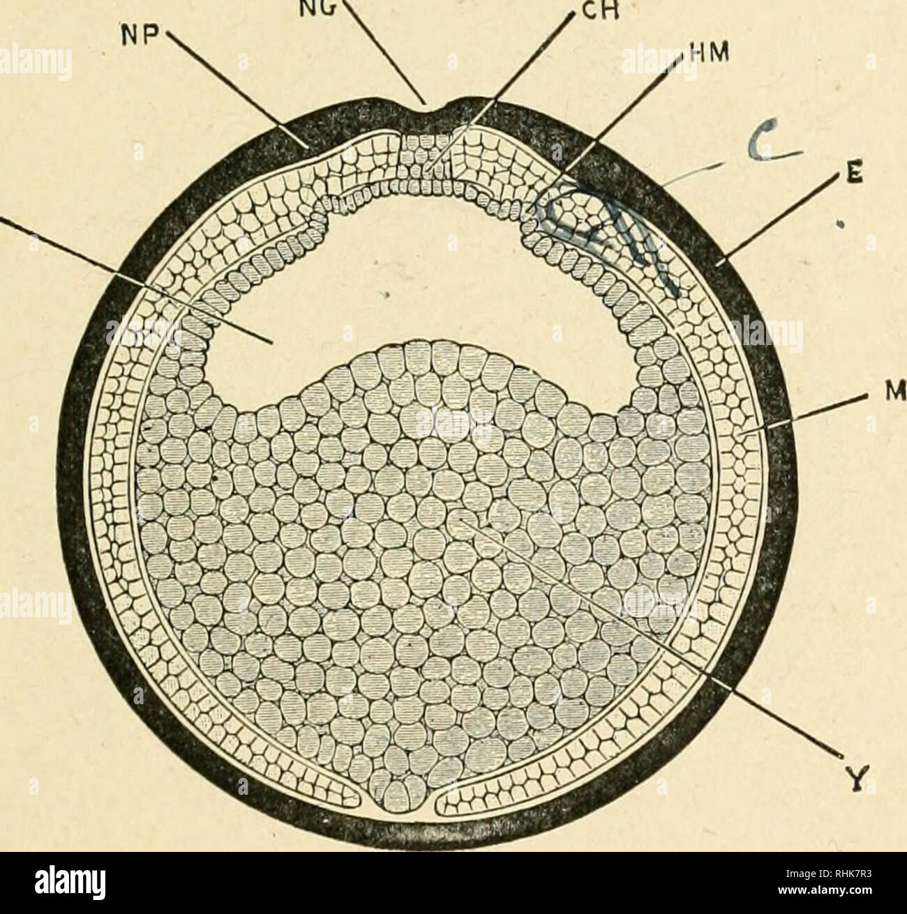 . The biology of the frog. Frogs. THE DEVELOPMENT OF THE FROG 97 of ...