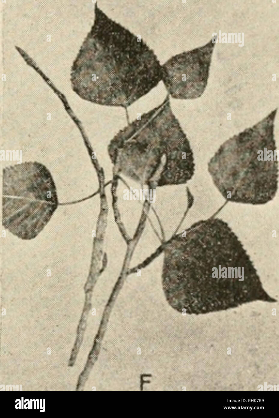 . Biology in America. Biology. Protective Form and Color in Animals A ...