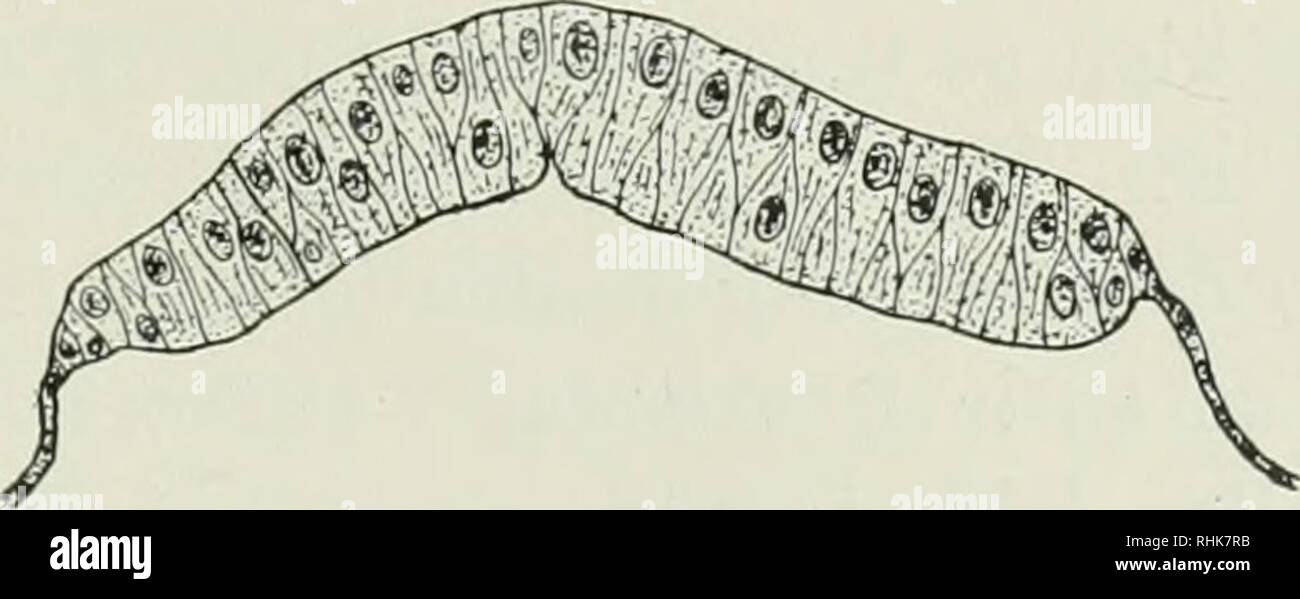Tracheal epithelial cells hi-res stock photography and images - Alamy