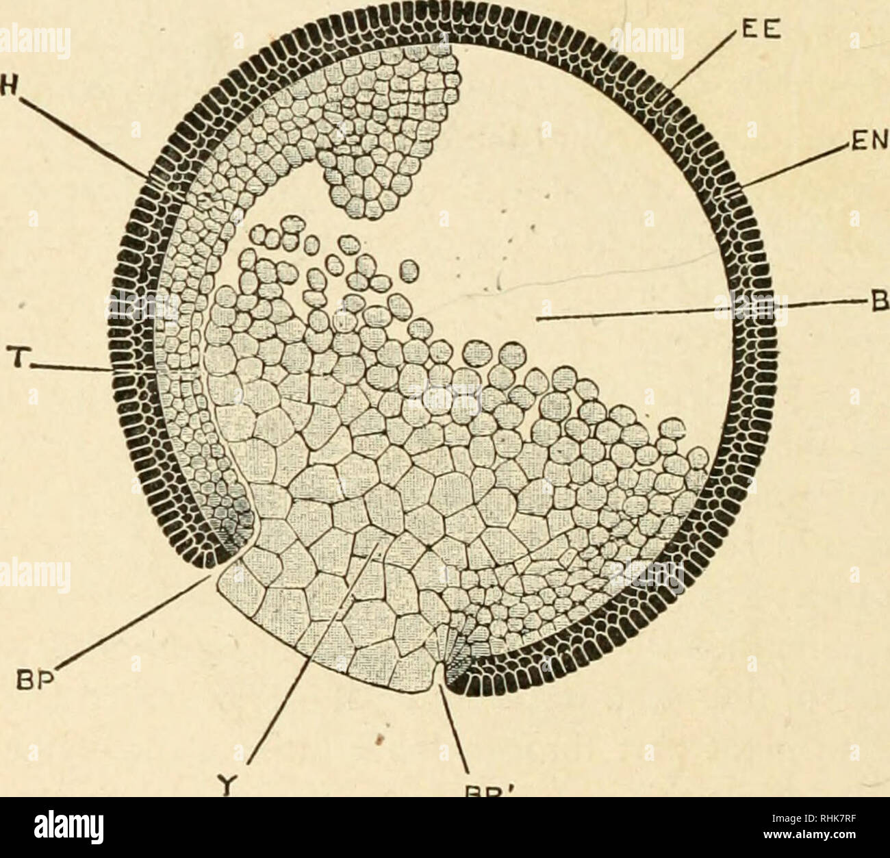 . The biology of the frog. Frogs. 96 THE BIOLOGY OF THE FROG thick. The ...