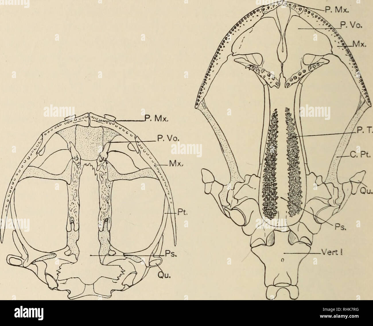 . The biology of the amphibia. Amphibians. 218 THE BIOLOGY OF THE ...