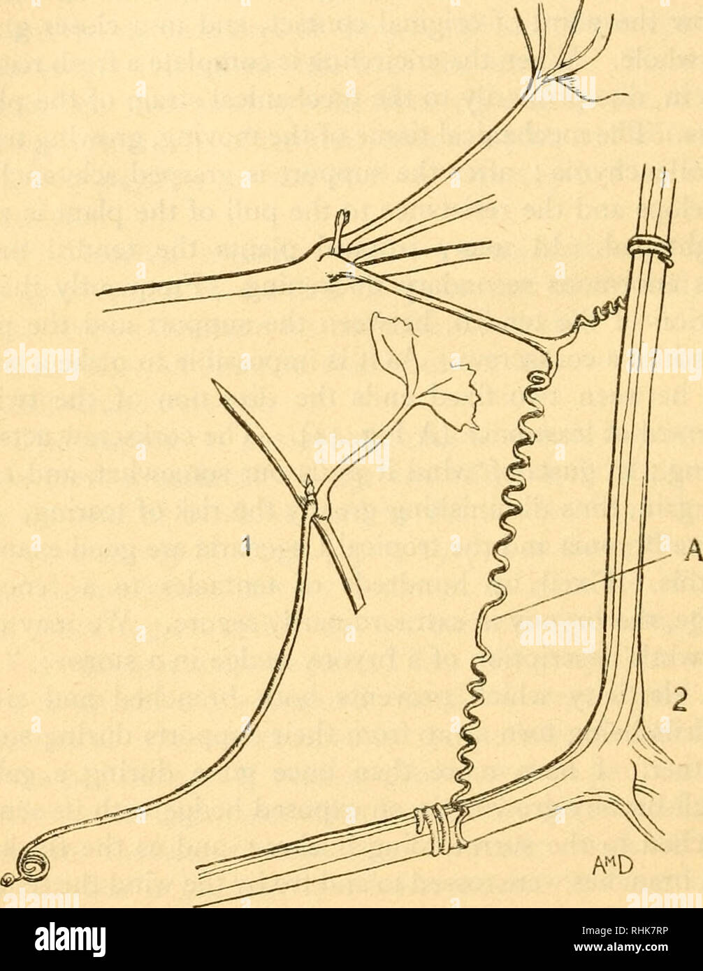 . The biology of flowering plants. Phanerogams; Plant physiology; Plant ...