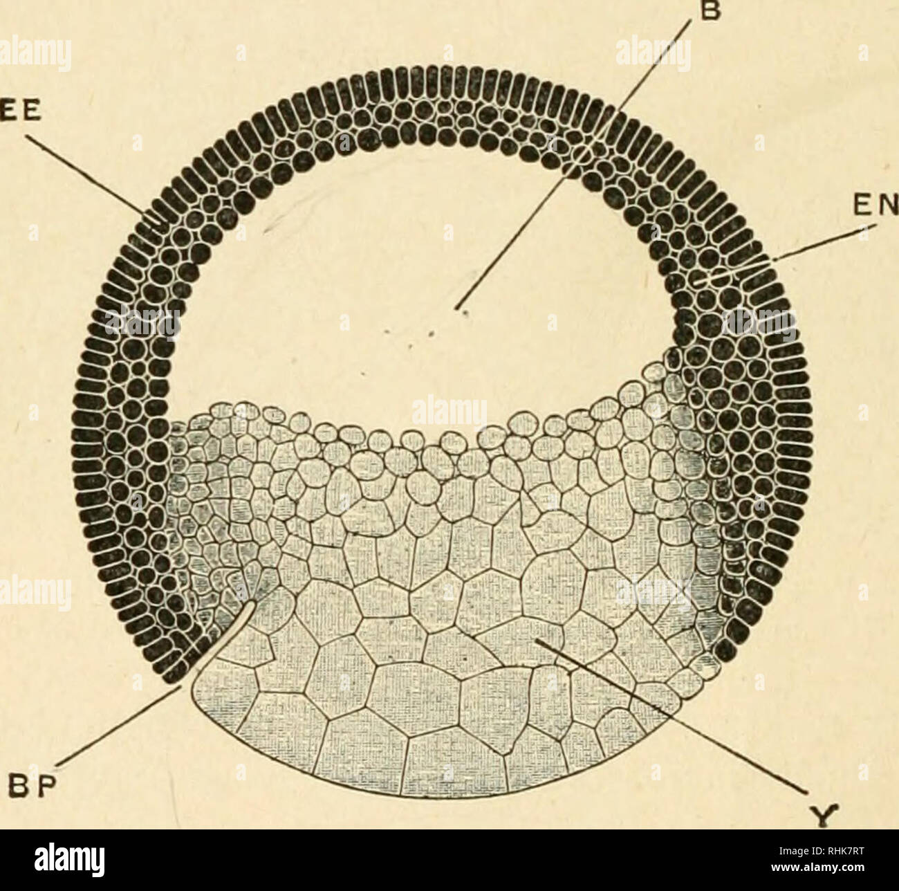 . The biology of the frog. Frogs. 94 THE BIOLOGY OF THE FROG smaller as ...