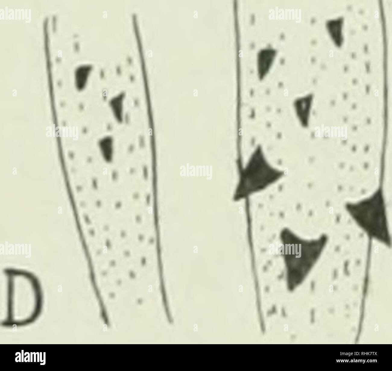 . The biology of dragonflies (Odonata or Paraneuroptera). Dragon-flies ...