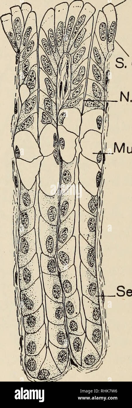 . The biology of the amphibia. Amphibians. 204 THE BIOLOGY OF THE ...