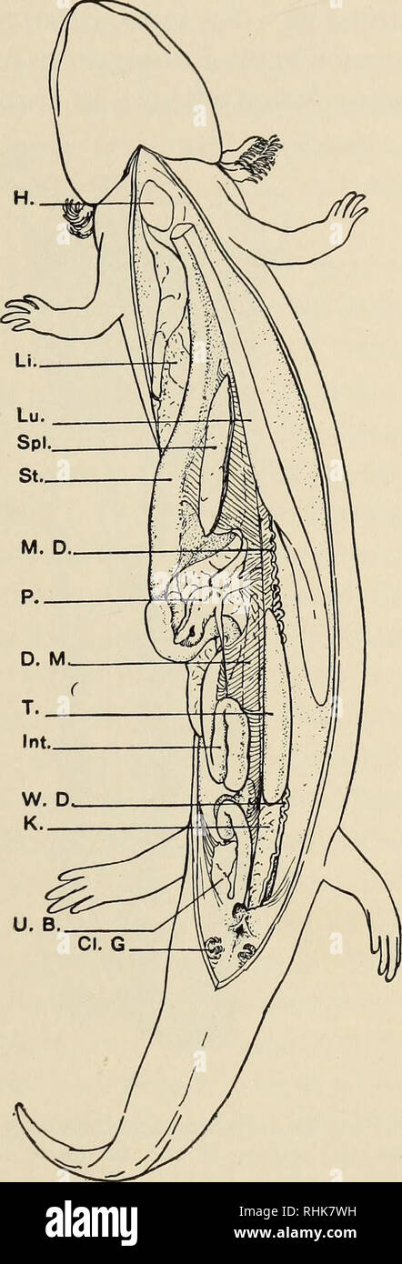 Amphibian Digestive System