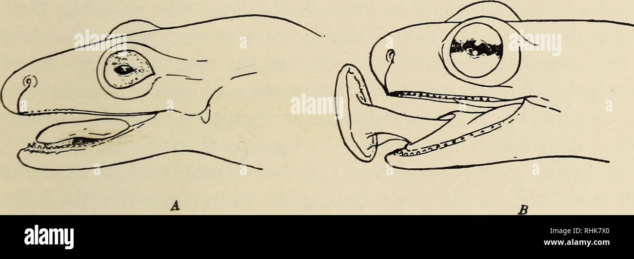 Amphibian Digestive System