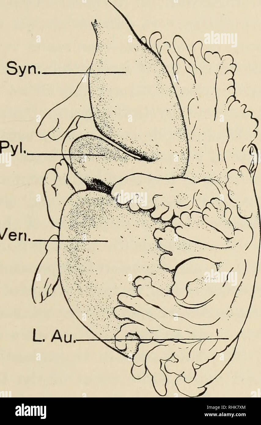 . The biology of the amphibia. Amphibians. THE CIRCULATORY SYSTEM 193 ...