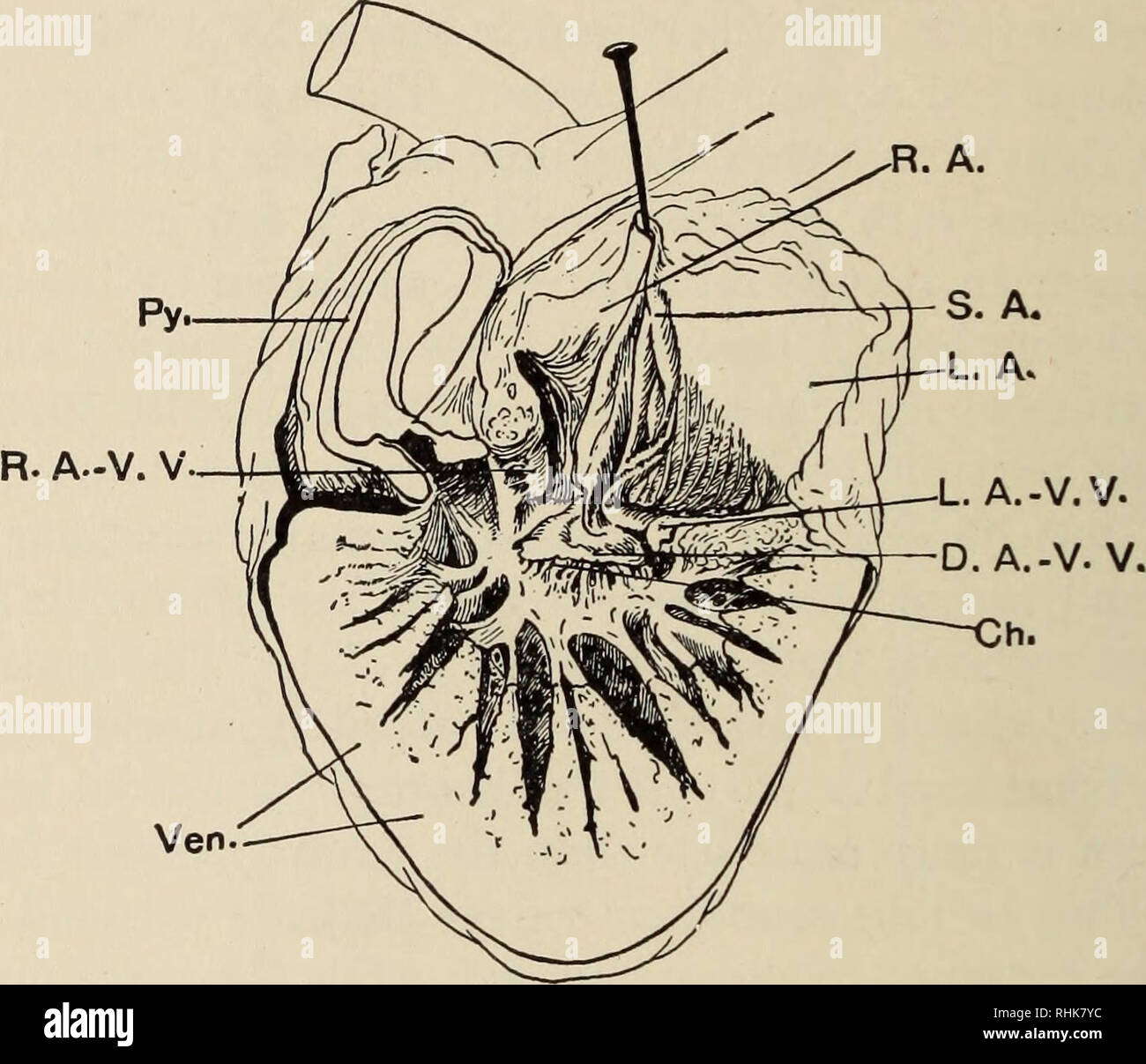 . The biology of the amphibia. Amphibians. 190 THE BIOLOGY OF THE ...