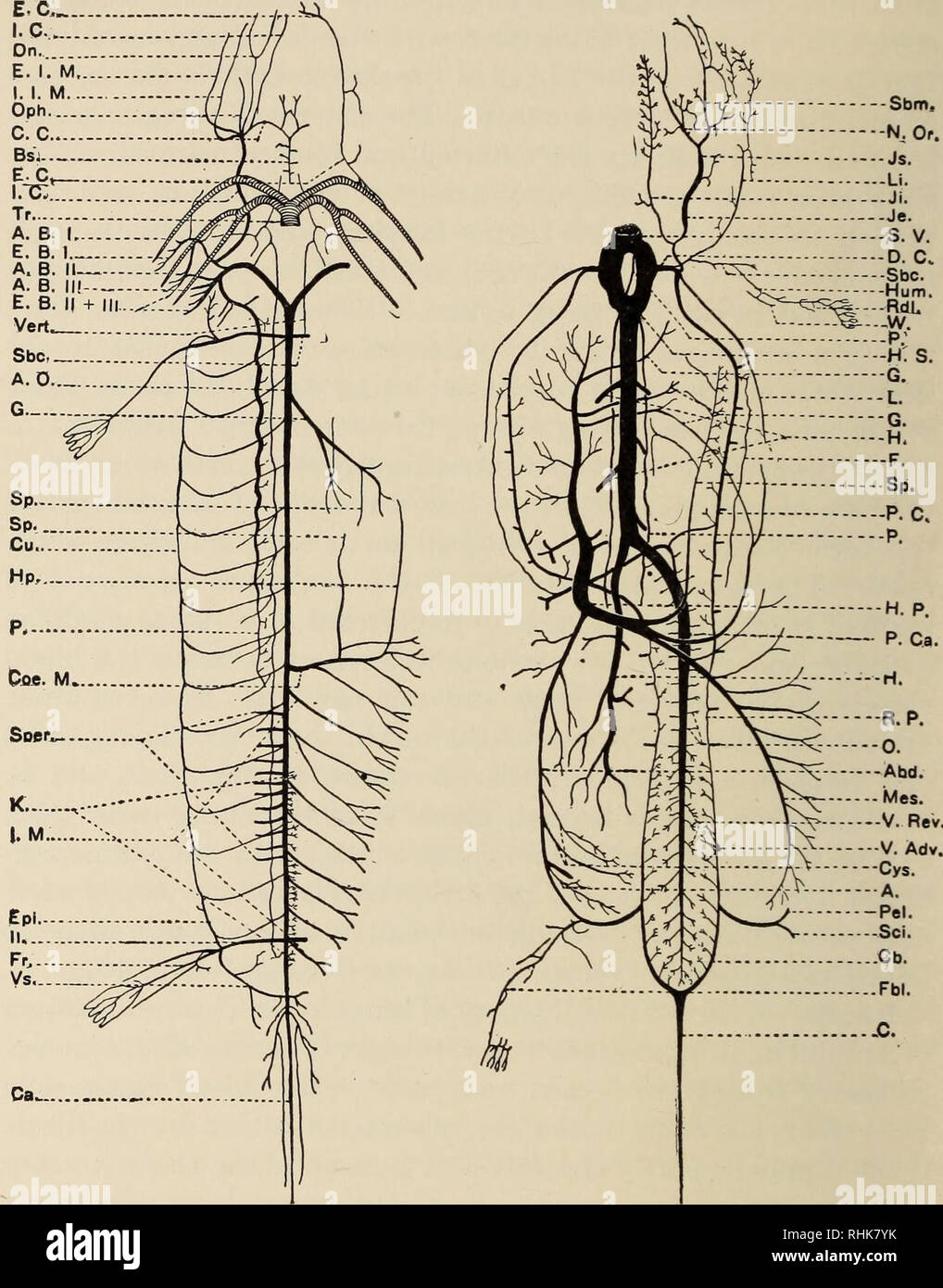 . The biology of the amphibia. Amphibians. 188 THE BIOLOGY OF THE ...