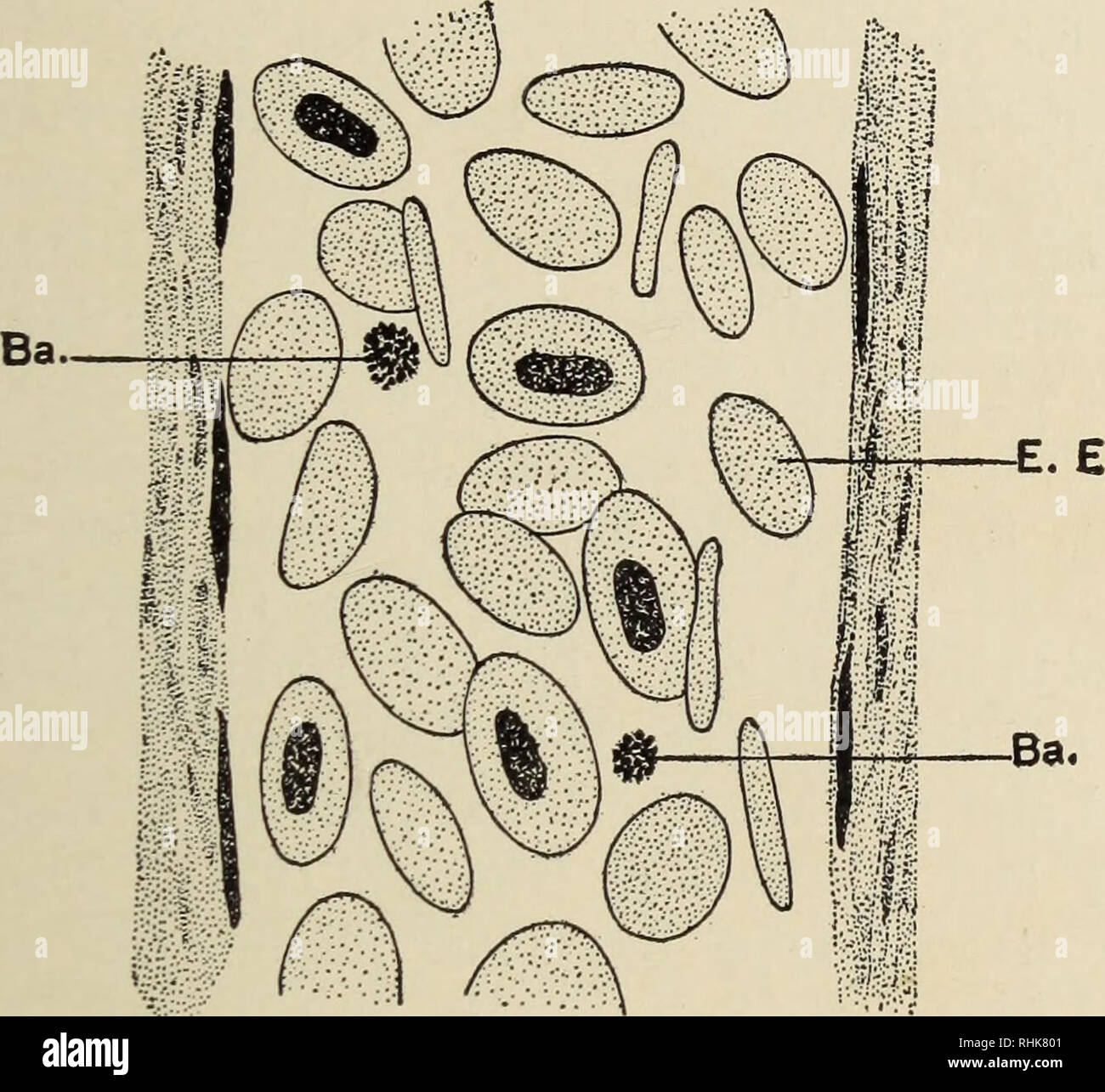 Blood cell size hi-res stock photography and images - Alamy