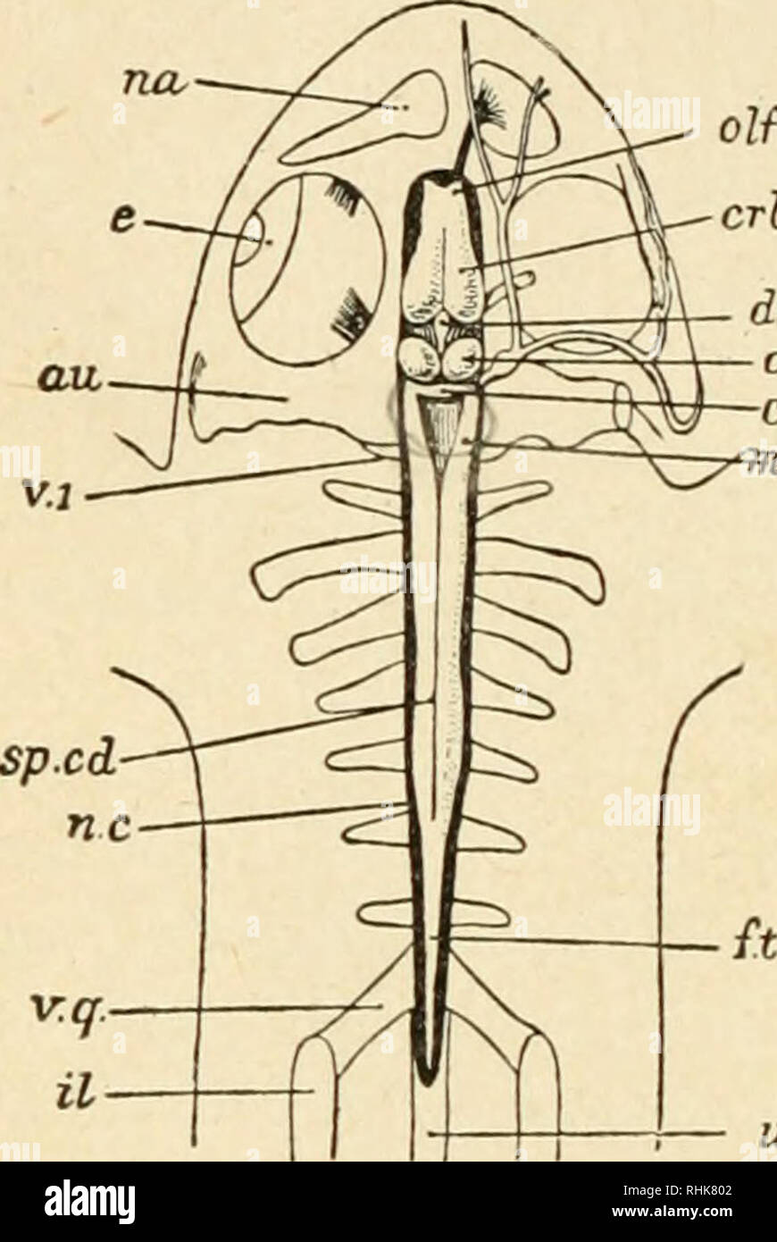 . The biology of the frog. Frogs. 8o THE BIOLOGY OF THE FROG system ...