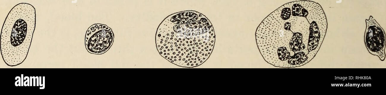 . The biology of the amphibia. Amphibians. 180 THE BIOLOGY OF THE ...