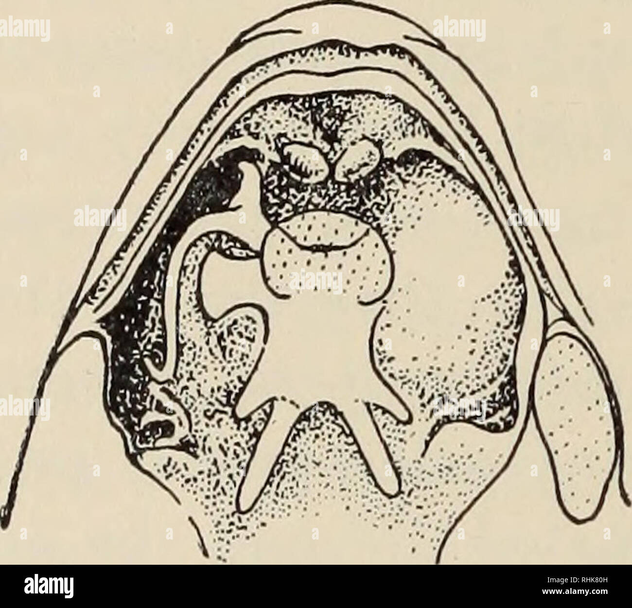 External nares hi-res stock photography and images - Alamy