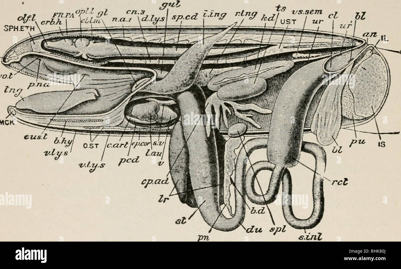 Frog Dissection Testes