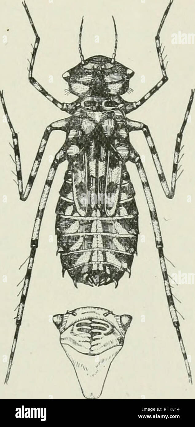 . The biology of dragonflies (Odonata or Paraneuroptera). Dragon-flies ...