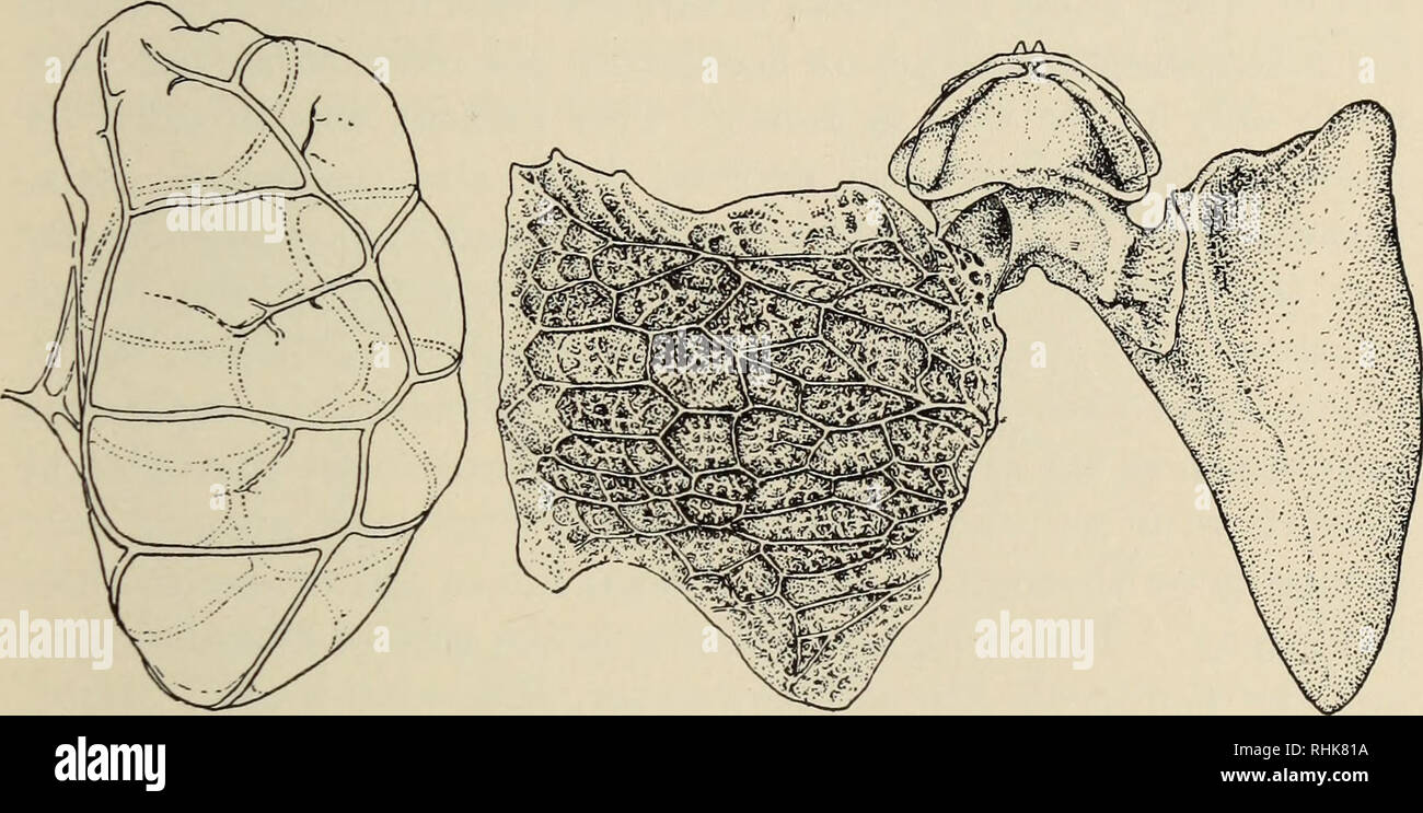 . The biology of the amphibia. Amphibians. THE RESPIRATORY SYSTEM 167 ...