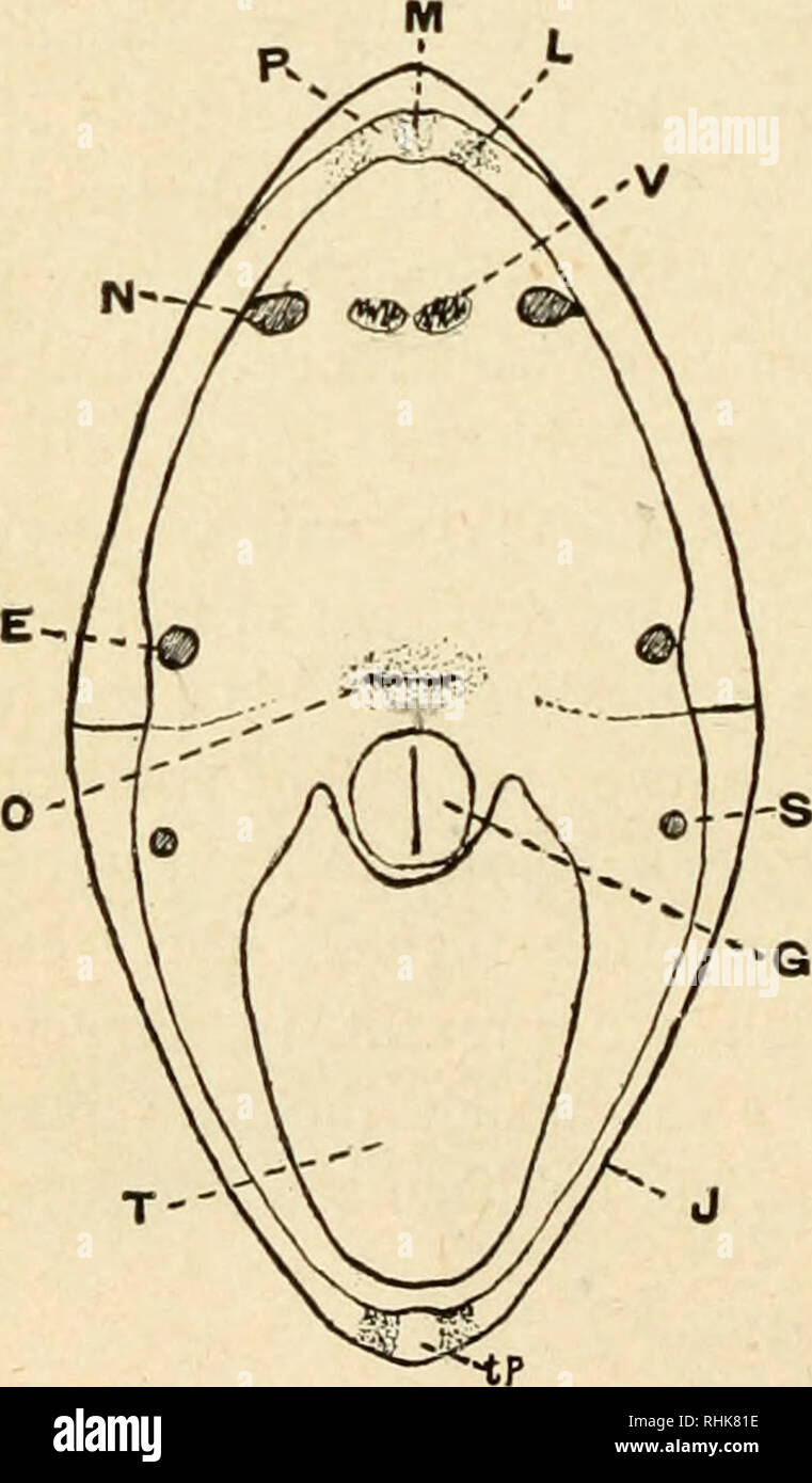 Frog Oral Cavity Diagram