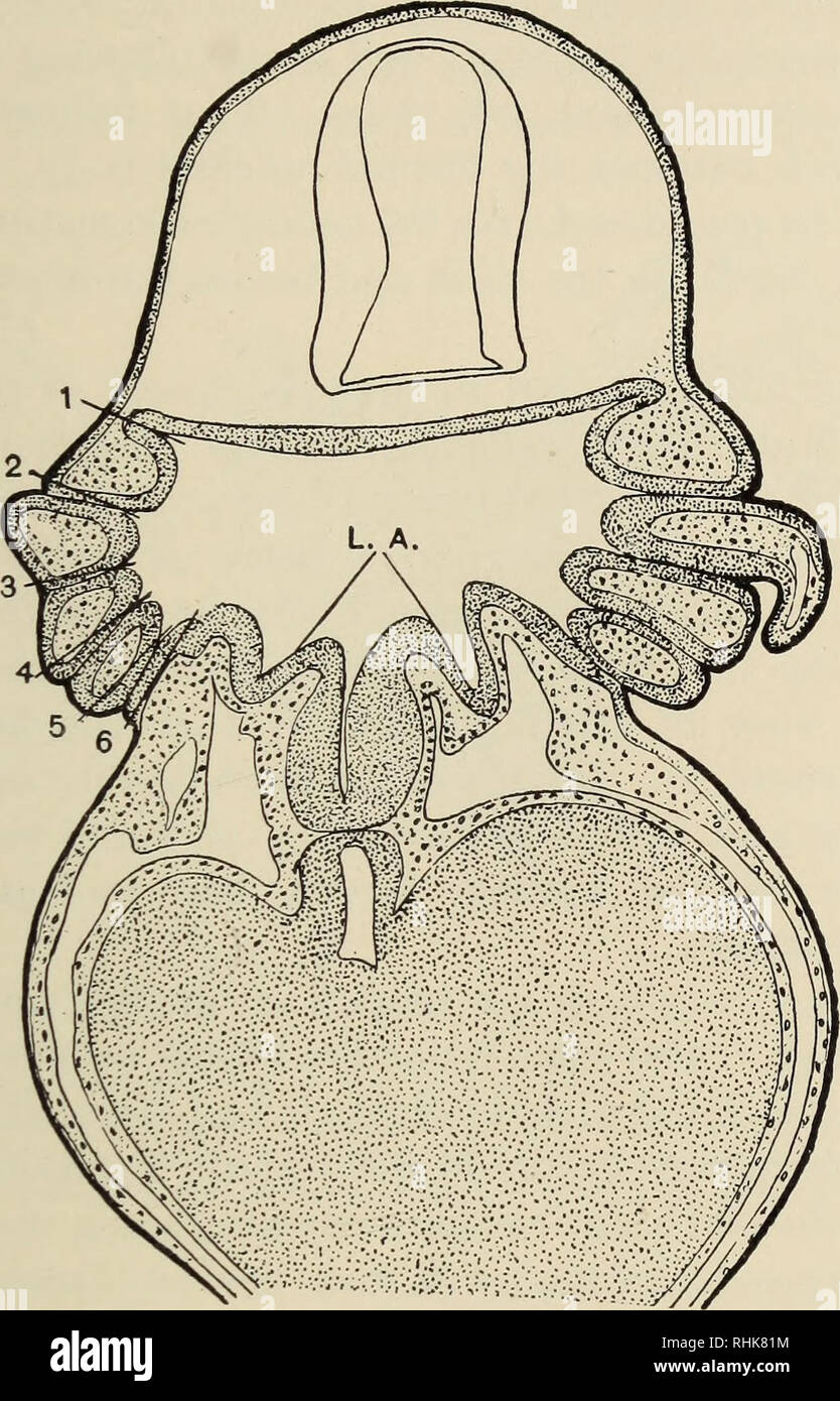 . The biology of the amphibia. Amphibians. THE RESPIRATORY SYSTEM 165 ...