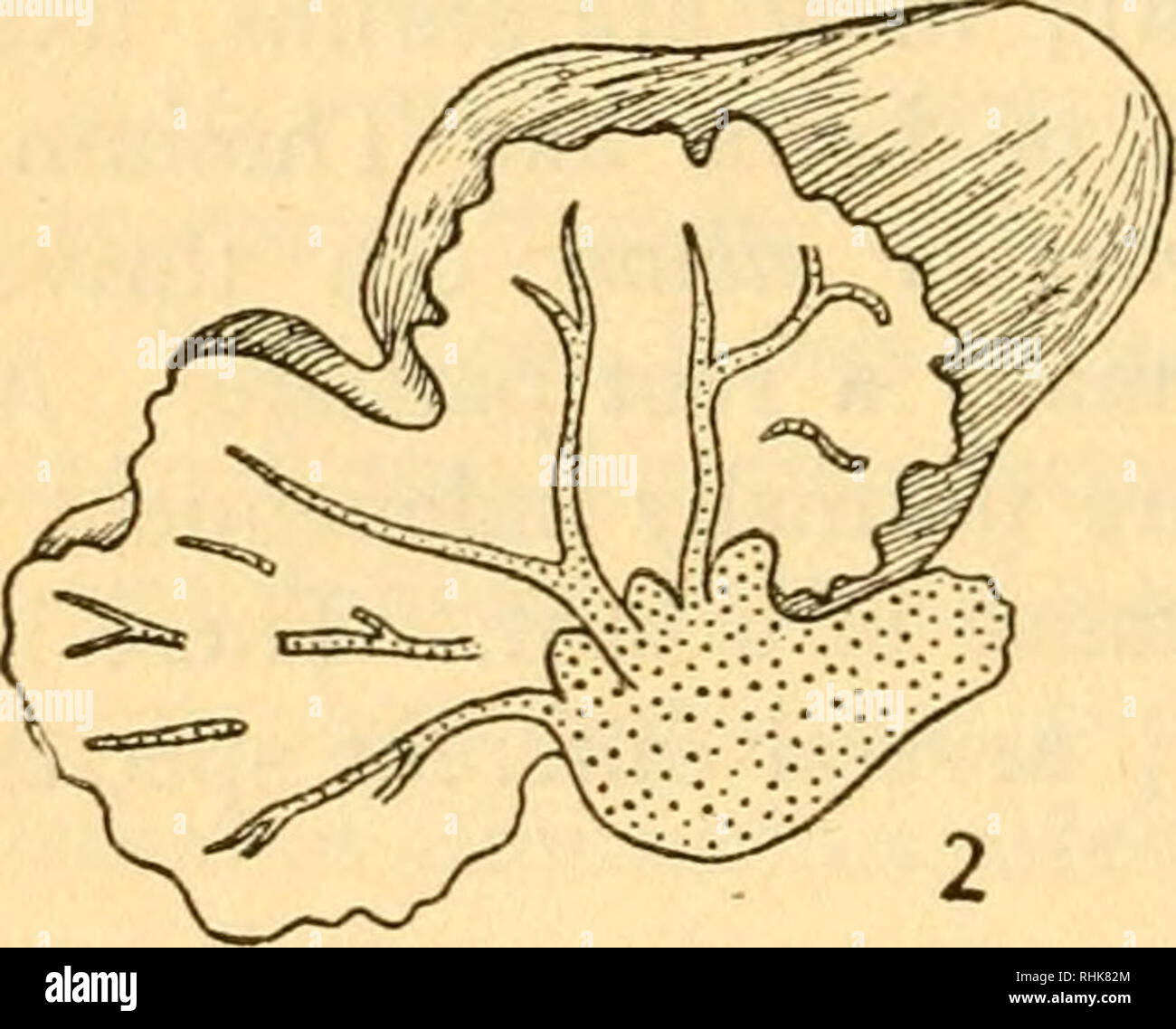 . The biology of flowering plants. Phanerogams; Plant physiology; Plant ...