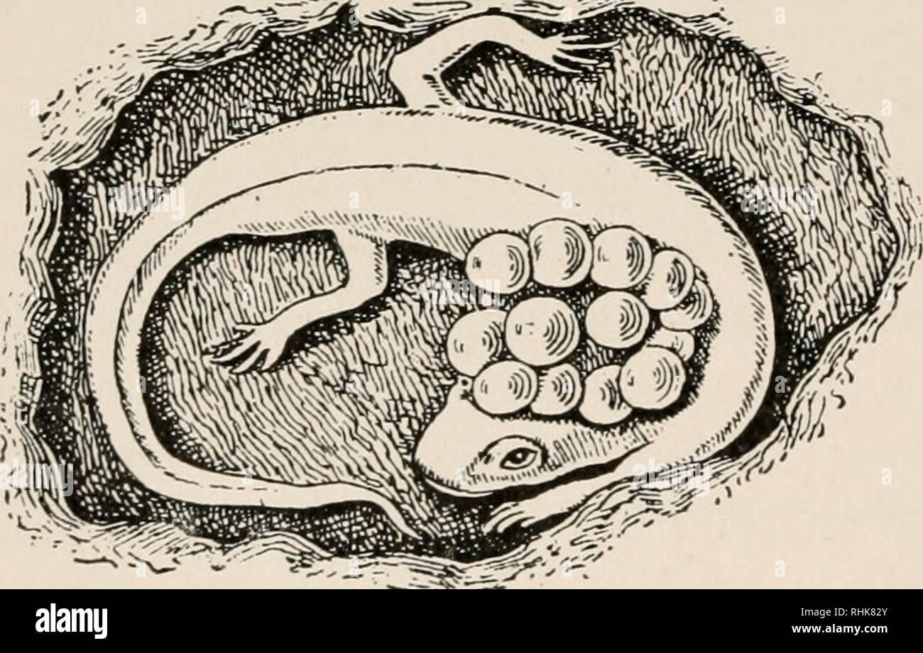 . The biology of the frog. Frogs. THE BIOLOGY OF THE FROG CHAP, Ann ...