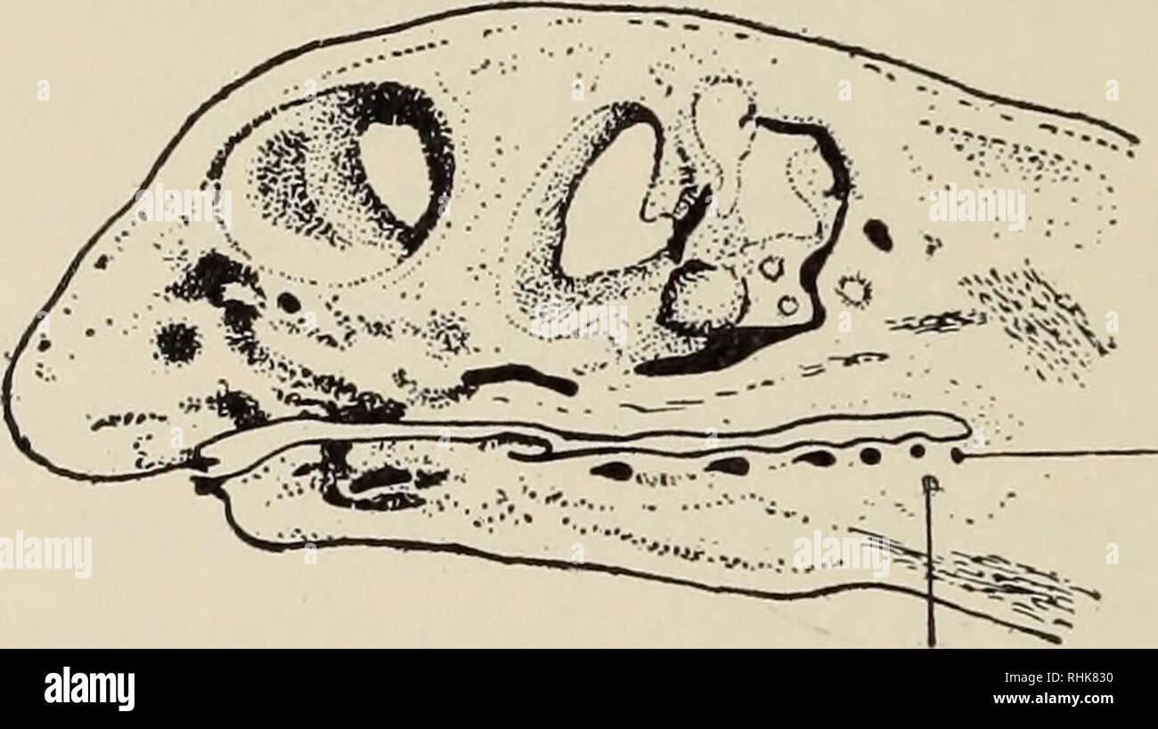 . The biology of the amphibia. Amphibians. 160 THE BIOLOGY OF THE ...