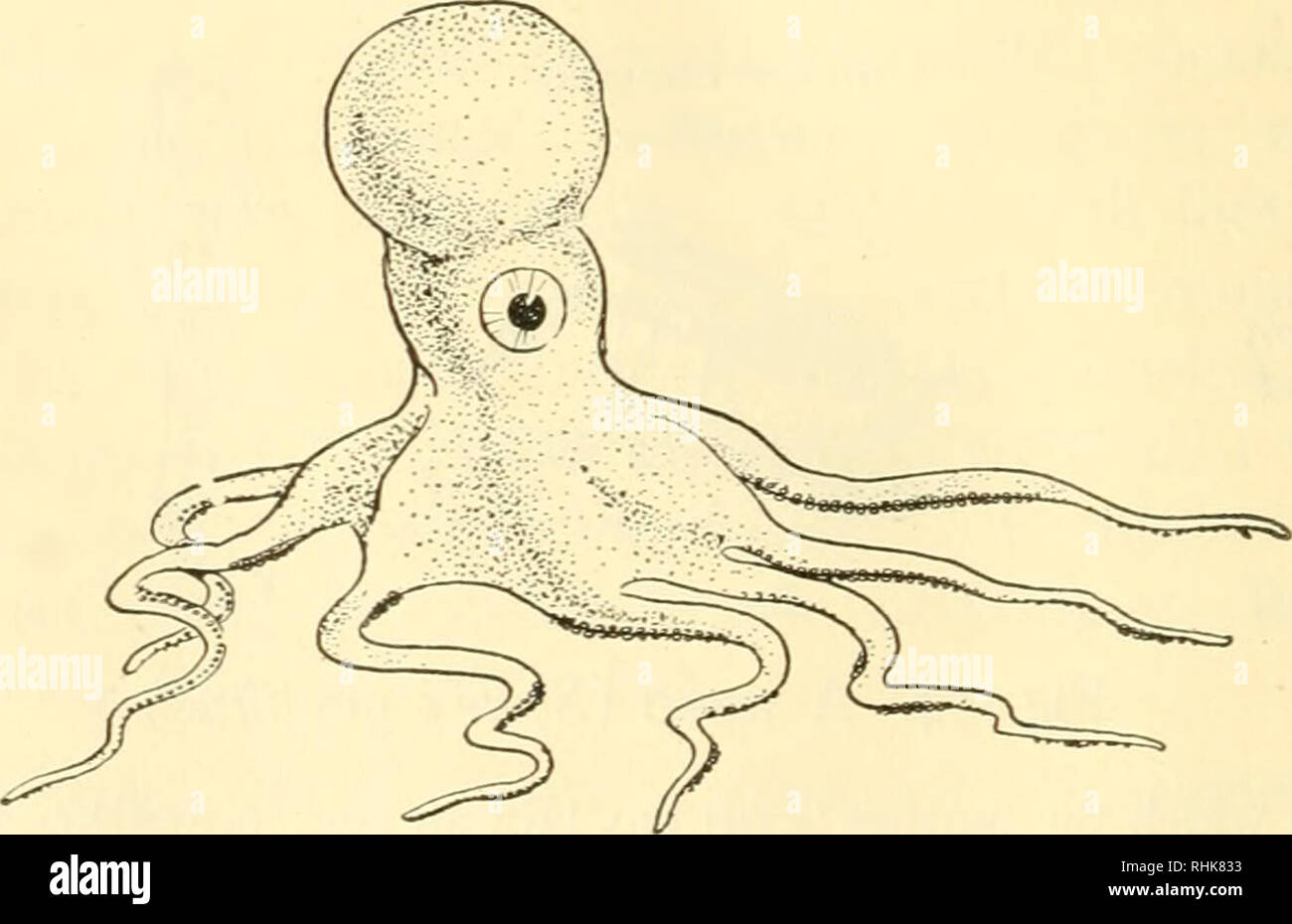 . Biology and human life. Biology. Fig. 55. The snail, a belly-footed ...