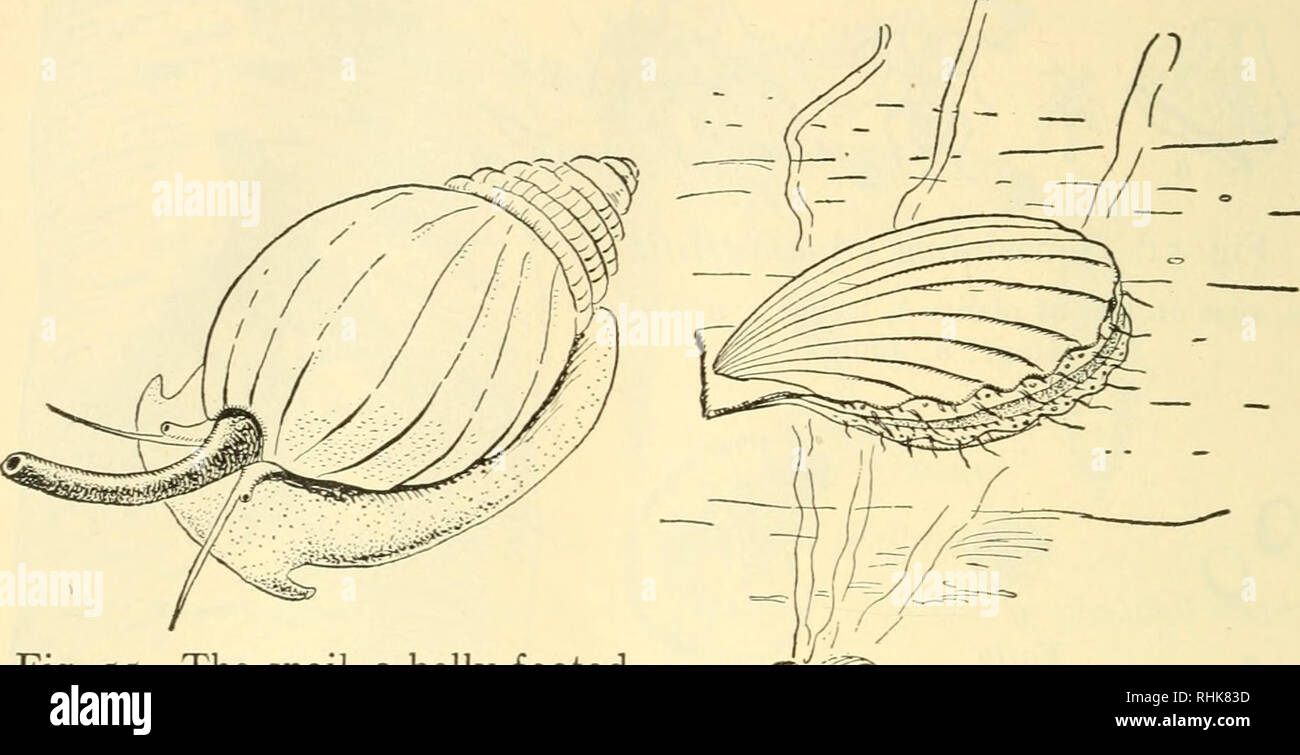 . Biology and human life. Biology. 86 BIOLOGY AND HUMAN LIFE. Fig. 55 ...