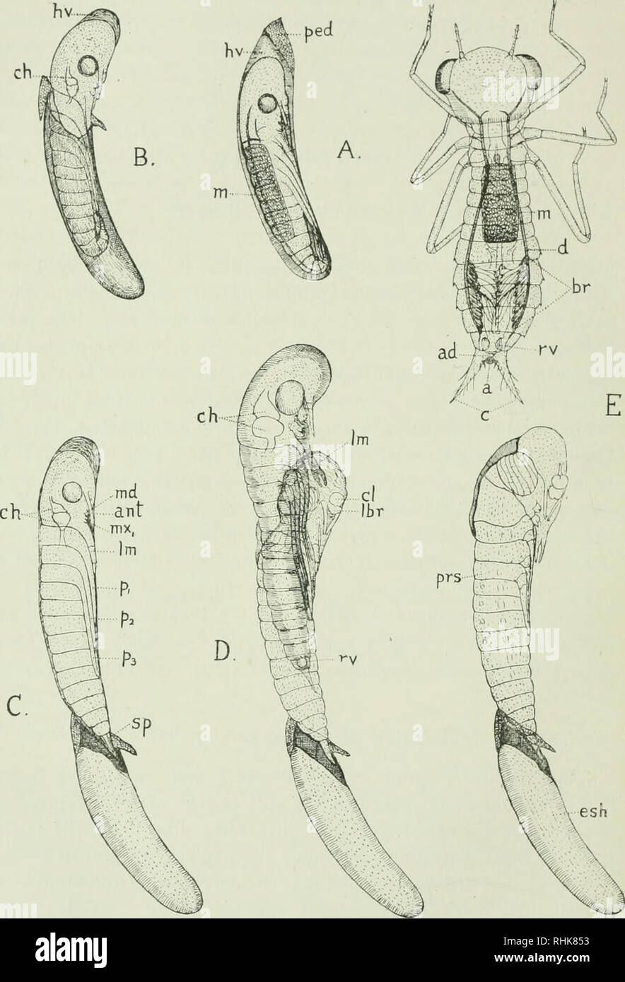 . The biology of dragonflies (Odonata or Paraneuroptera). Dragon-flies ...