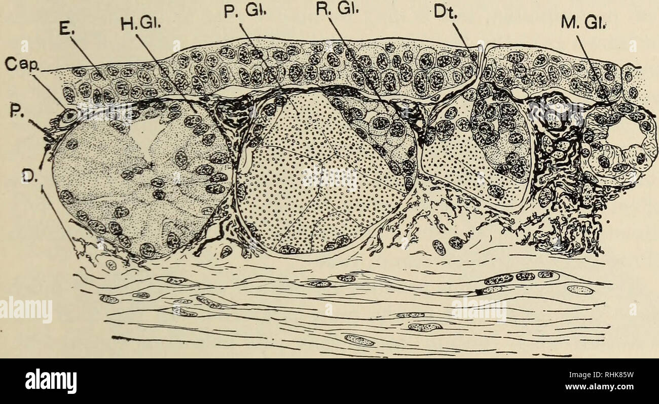 . The biology of the amphibia. Amphibians. THE INTEGUMENT 133 do not ...