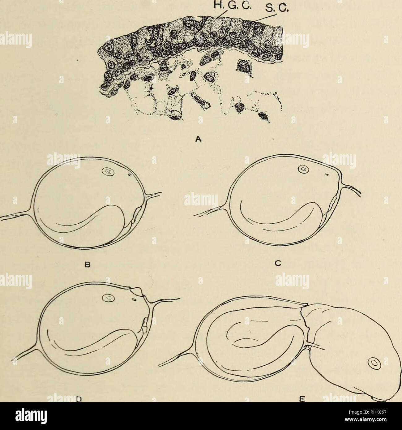 Tadpole hatching hi-res stock photography and images - Alamy