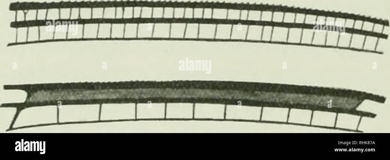 Protodonata hi-res stock photography and images - Alamy