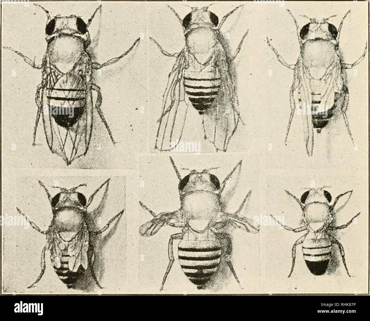 Wingless fruit fly hi-res stock photography and images - Alamy
