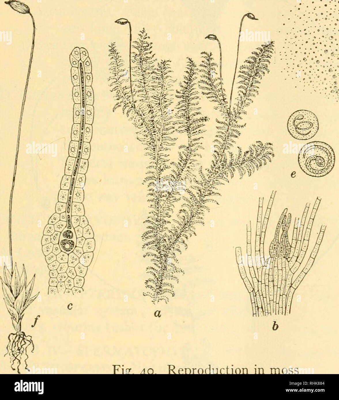 Thallophytes Plants
