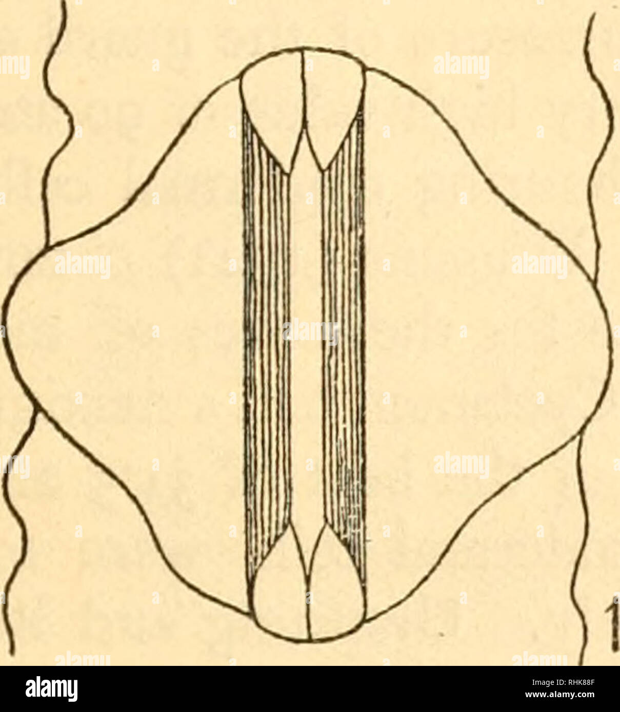 . The biology of flowering plants. Phanerogams; Plant physiology; Plant ...