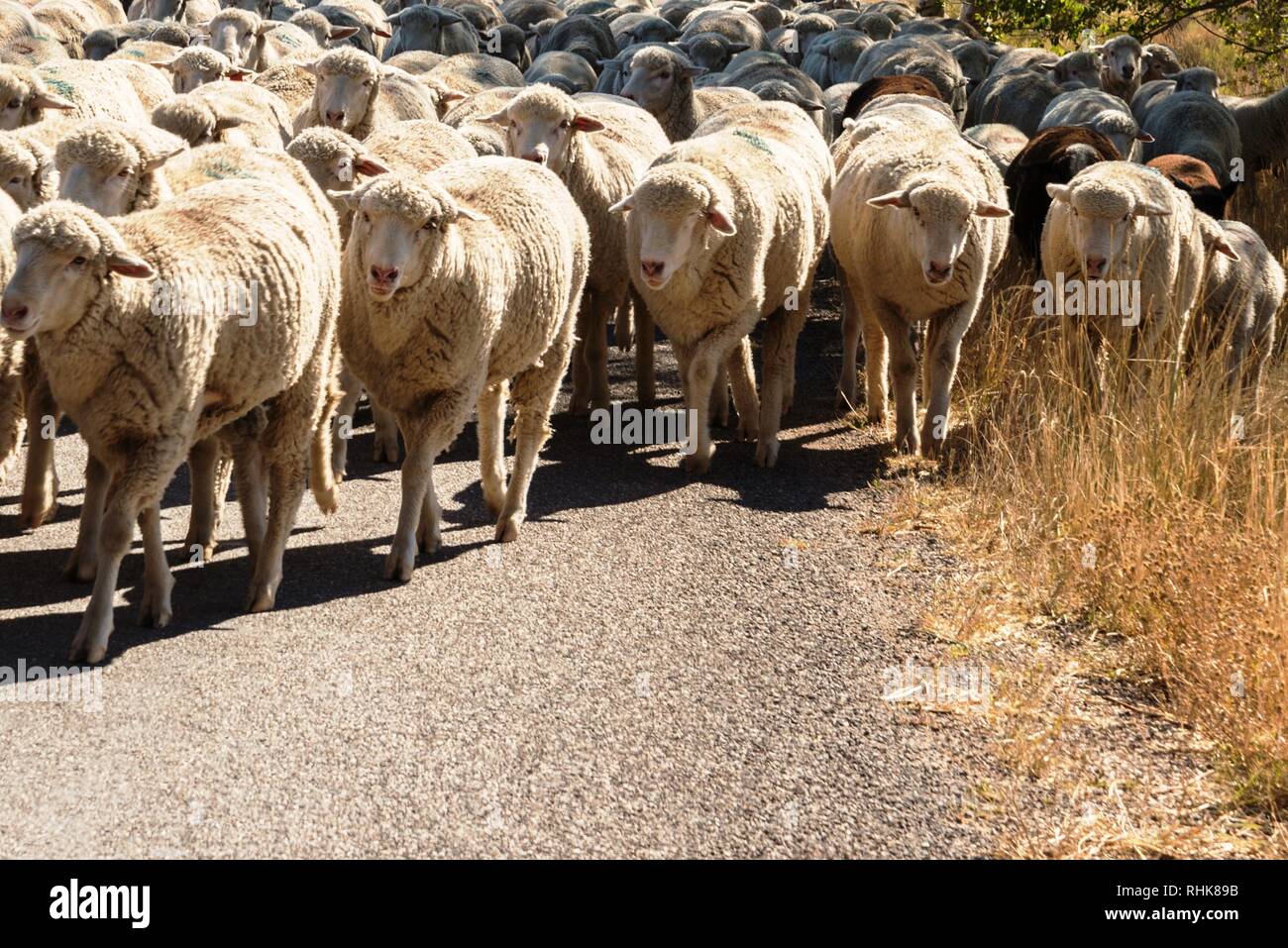 sheep being herded on a livestock corridor road Stock Photo - Alamy