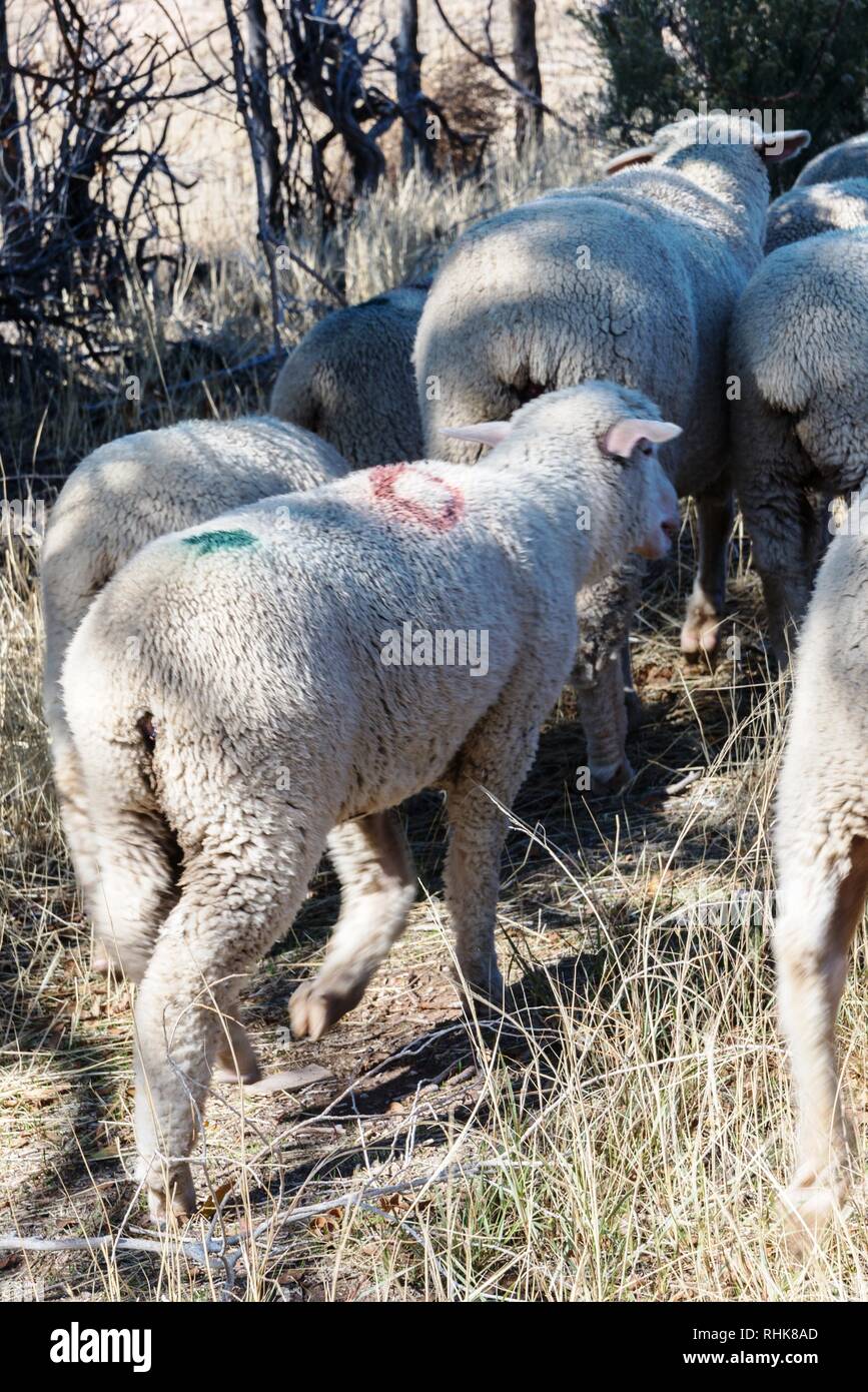 sheep being herded on a livestock corridor road Stock Photo - Alamy