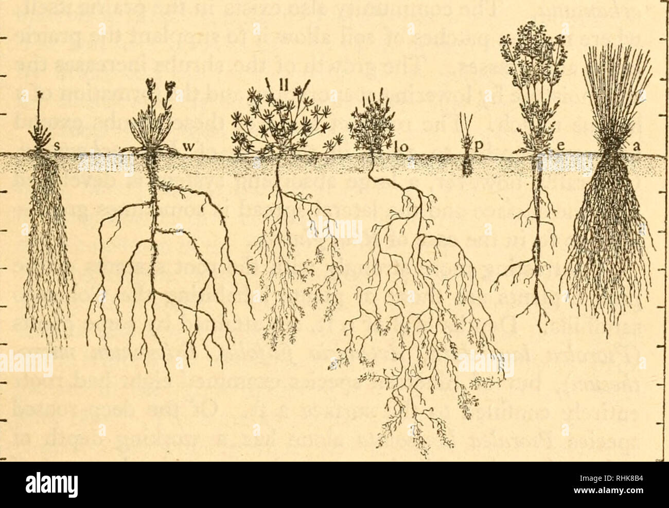 . The biology of flowering plants. Phanerogams; Plant physiology; Plant ...