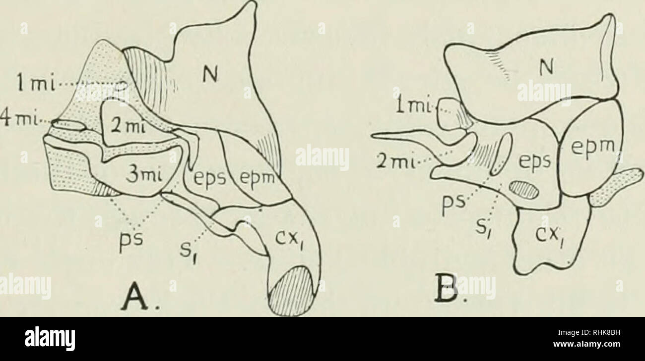. The biology of dragonflies (Odonata or Paraneuroptera). Dragon-flies ...