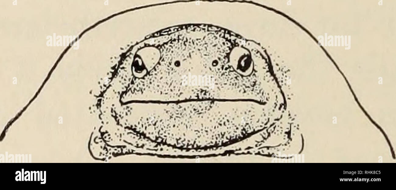 . The biology of the amphibia. Amphibians. A B Fig. 33.—Burrowing toads ...