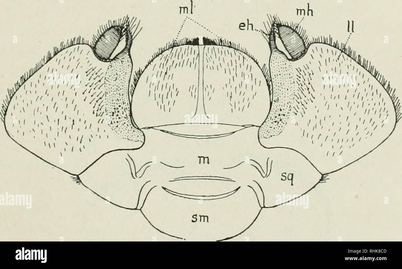 . The biology of dragonflies (Odonata or Paraneuroptera). Dragon-flies ...