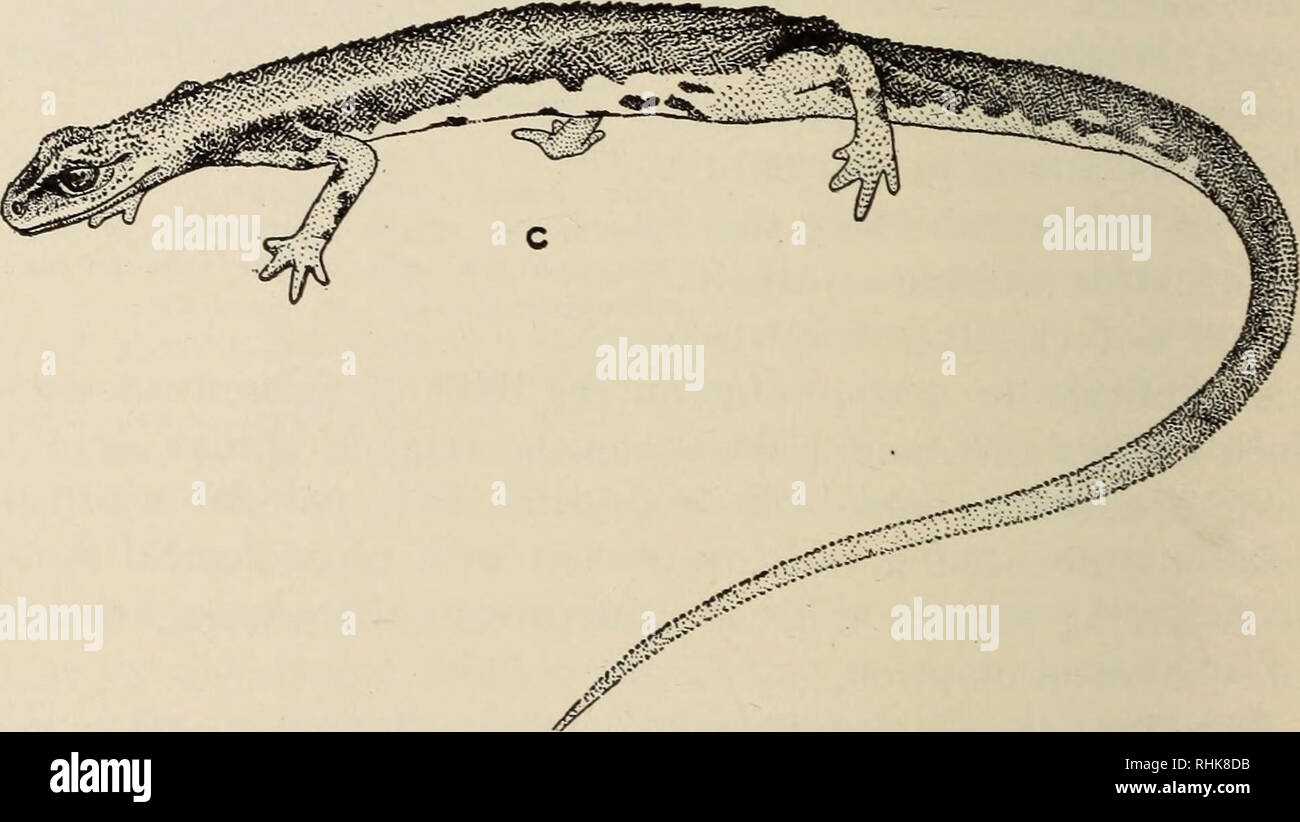 . The biology of the amphibia. Amphibians. Fig. 31.—Four-toed ...