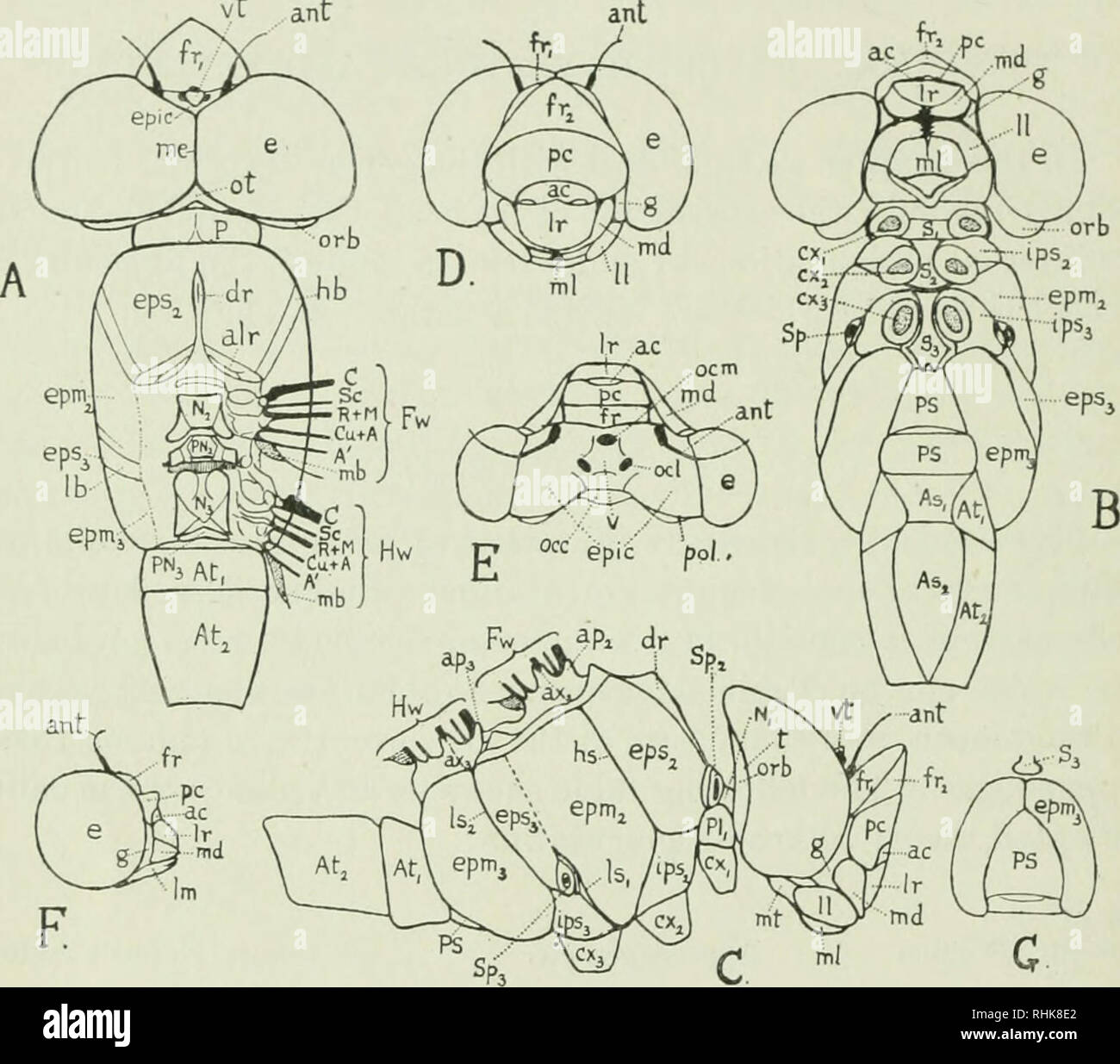 Vt ant hi-res stock photography and images - Alamy
