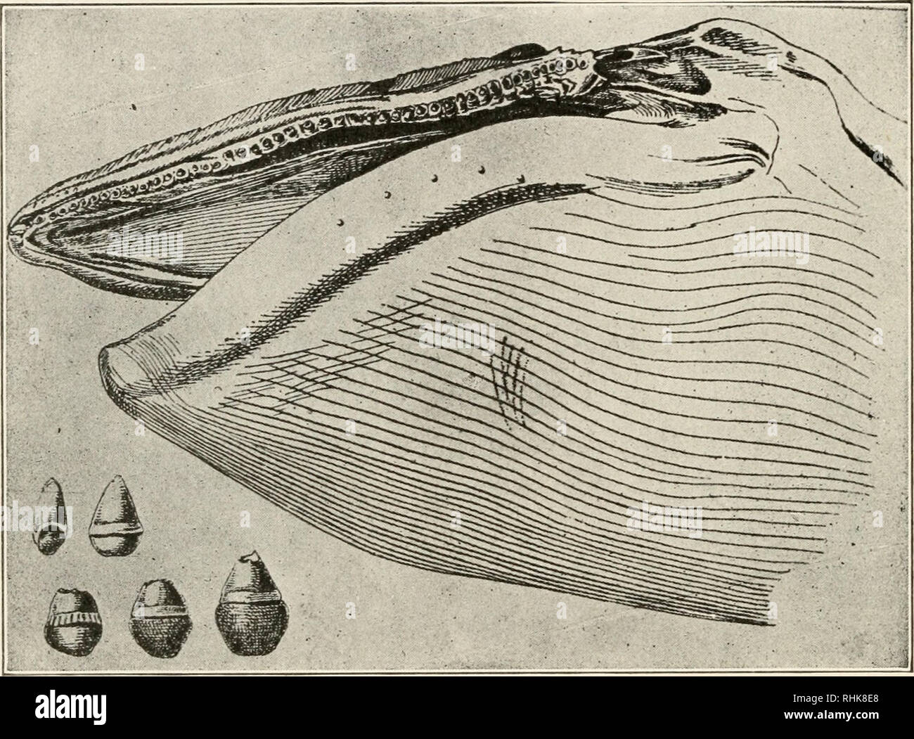 . Biology and its makers. Biology -- History. 3^4 BIOLOGY AND ITS ...