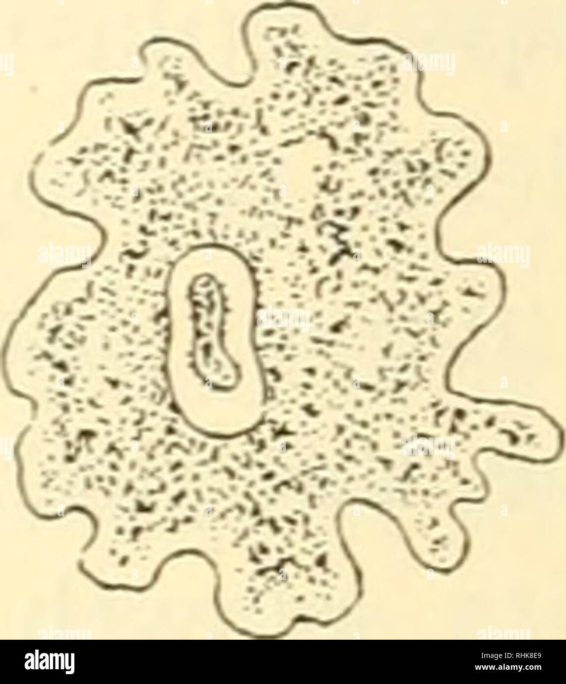 Dead layers of skin hi-res stock photography and images - Alamy