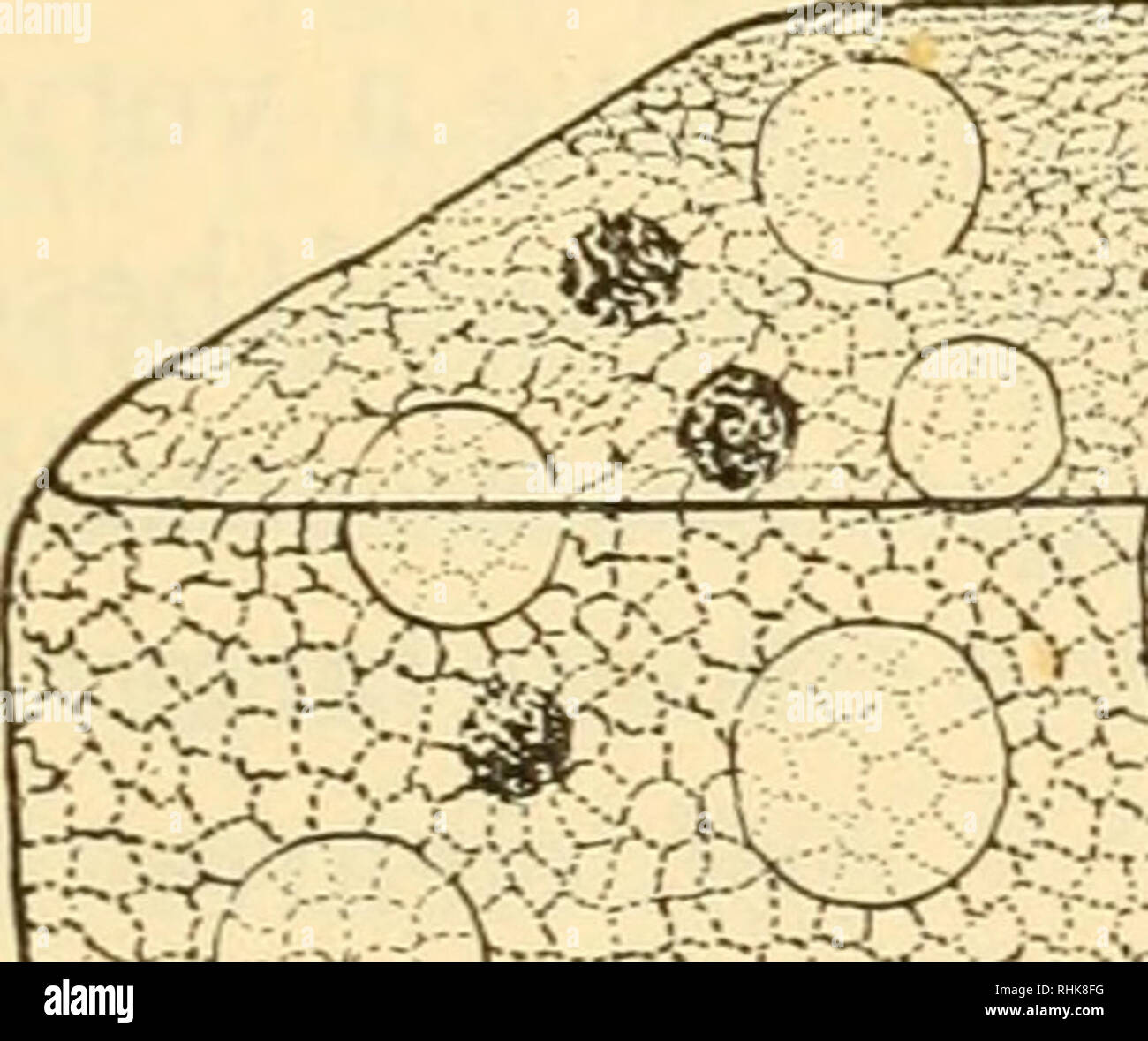 Pluck arrows hi-res stock photography and images - Alamy