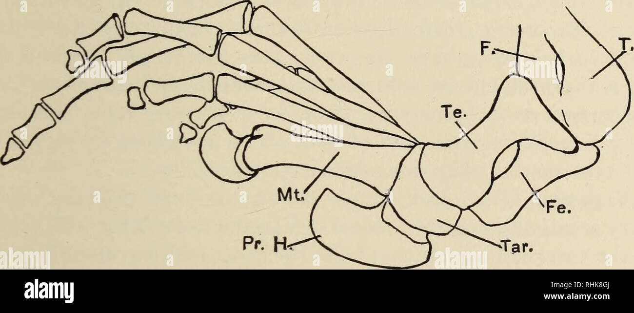 Metatarsal organs hi-res stock photography and images - Alamy