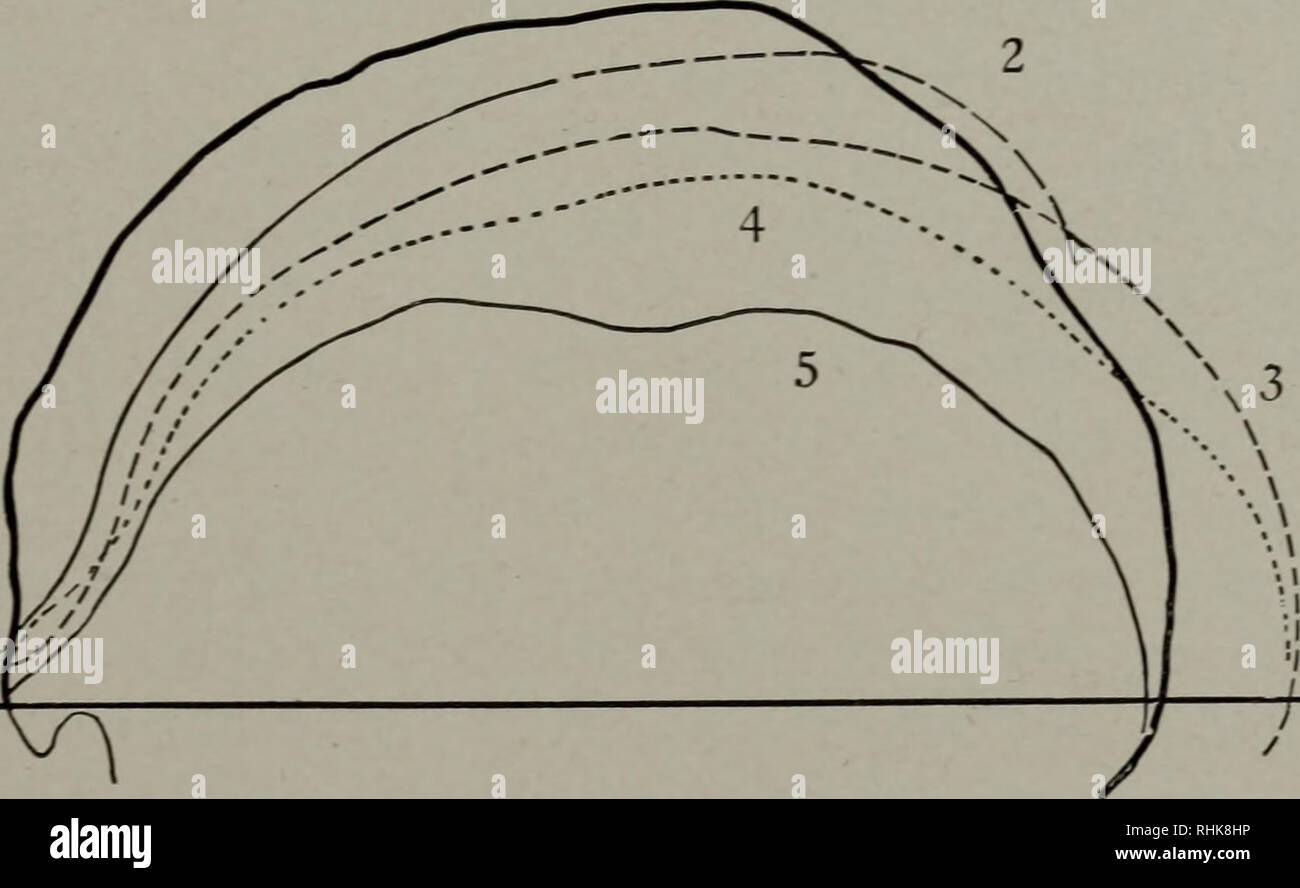Dryopithecus hi-res stock photography and images - Alamy