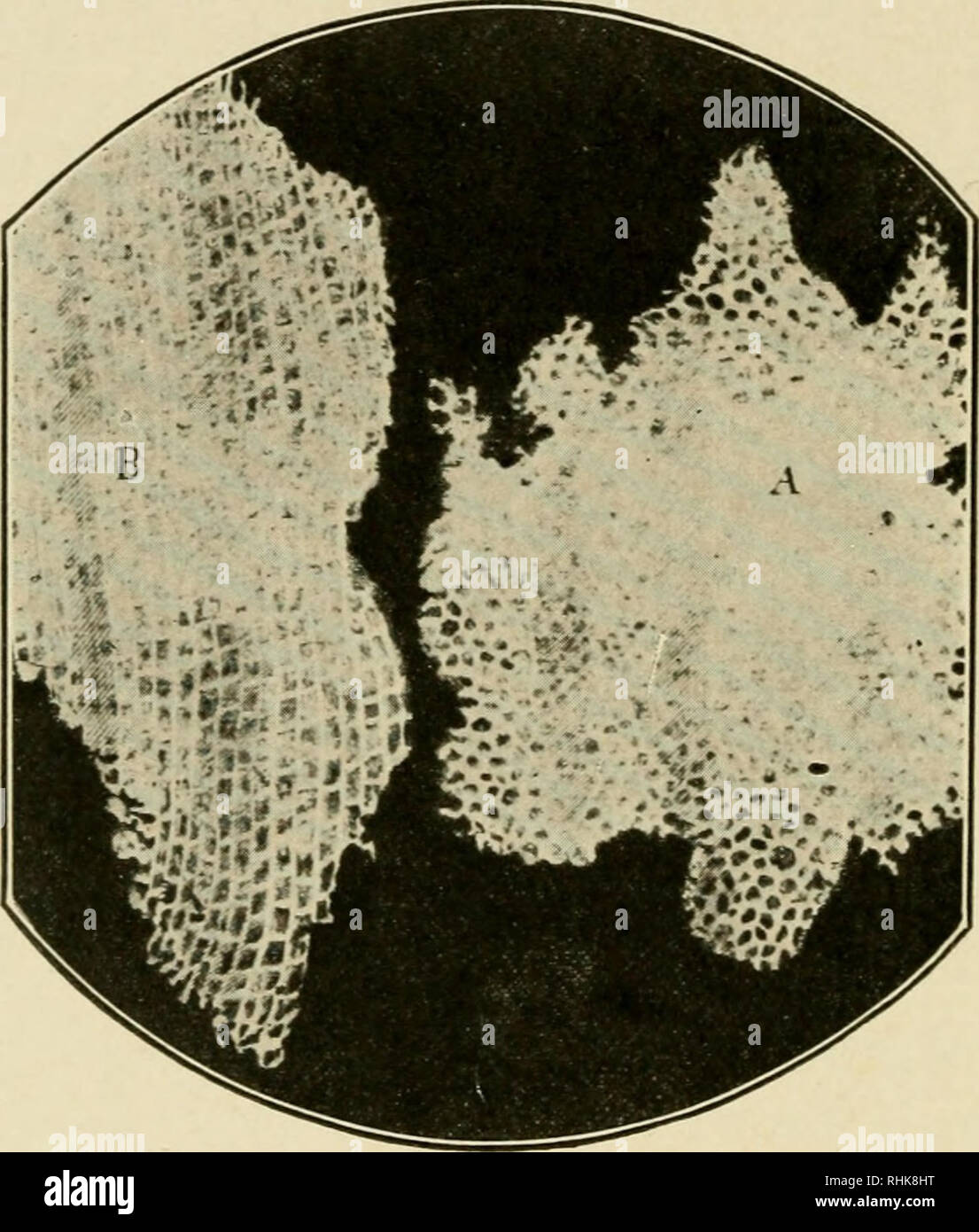Robert Hooke Cork Cells